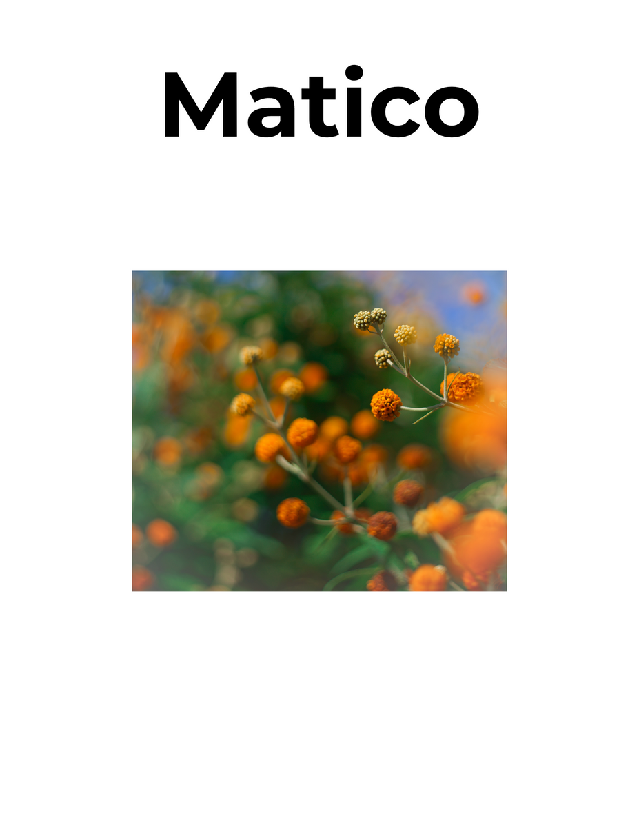 CICATRIZANTE Y DEPURATIVO - MATICO - convenio - Amman Tea Blends