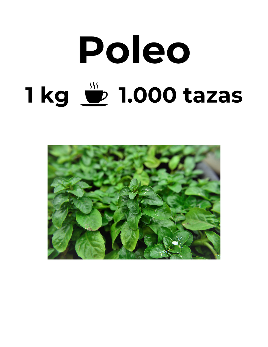 ELIMINA GASES Y EXPECTORANTE - POLEO – Amman Tea Blends